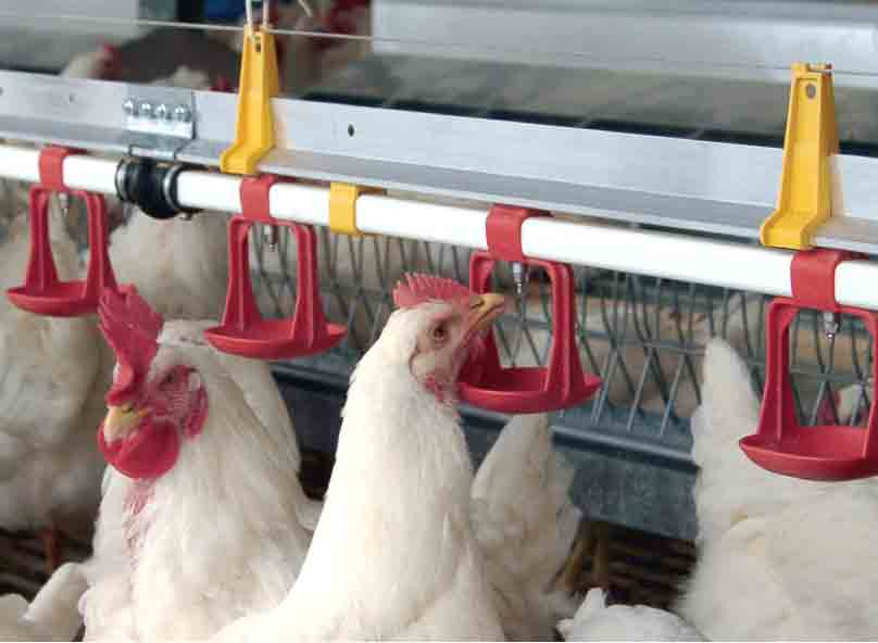 Central Poultry Industries