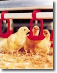 Central Poultry Industries